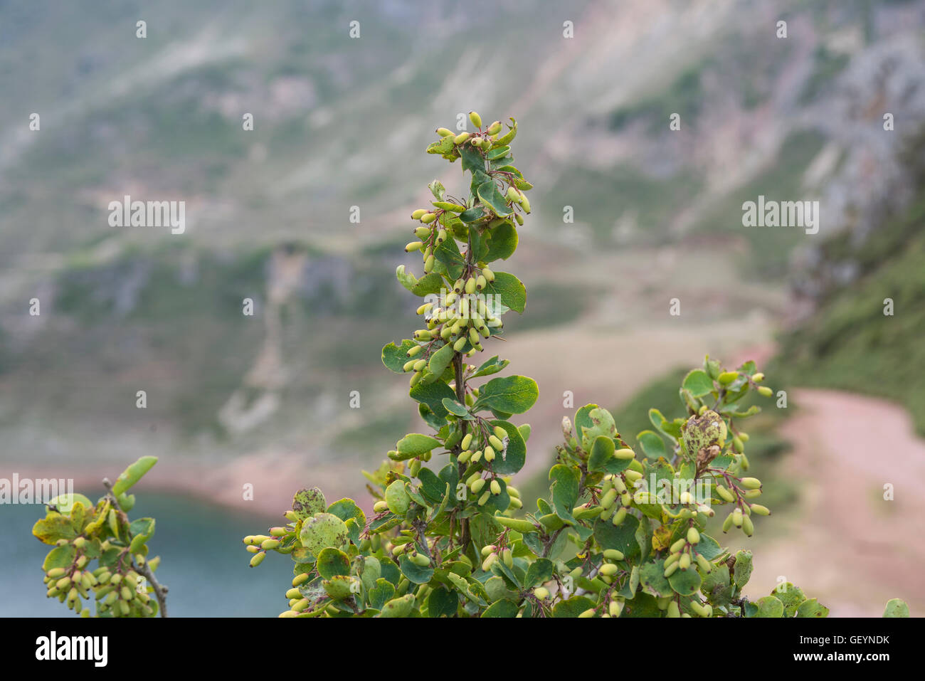 Detail of leaves, branches and fruits of European Barberry, Berberis ...