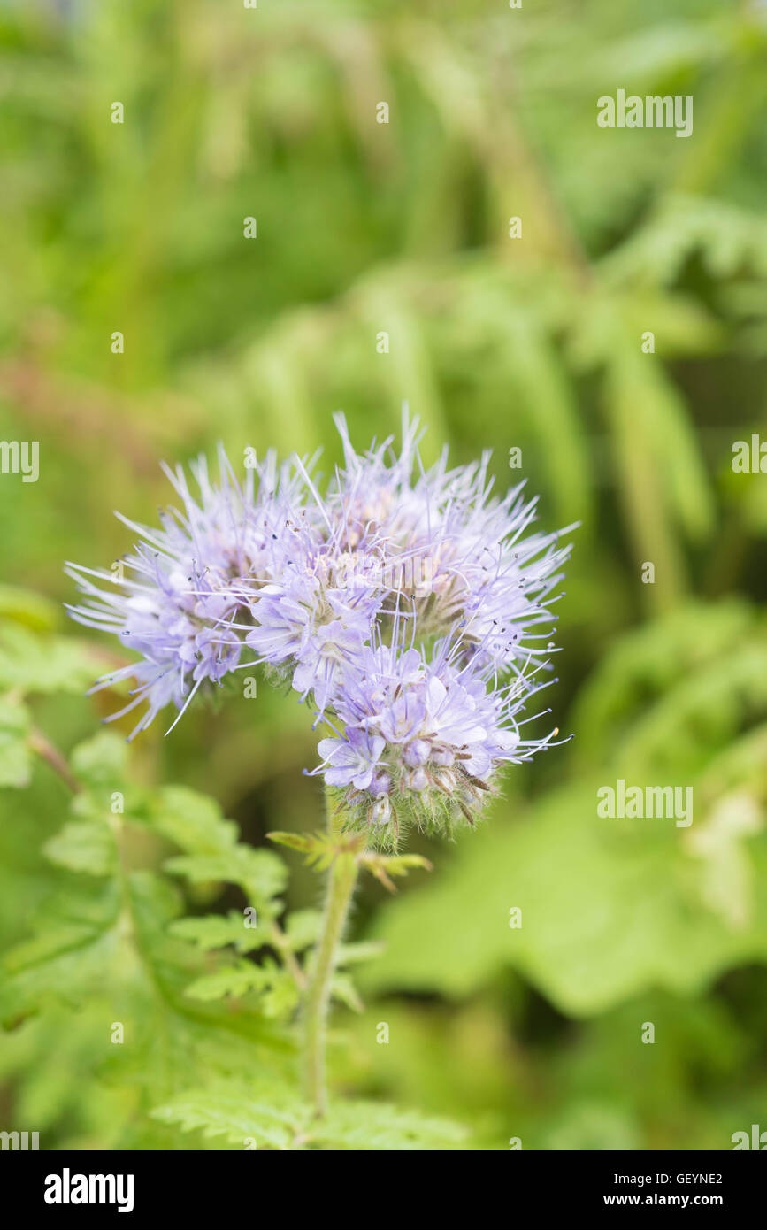 Wild flower garden england hi-res stock photography and images - Alamy