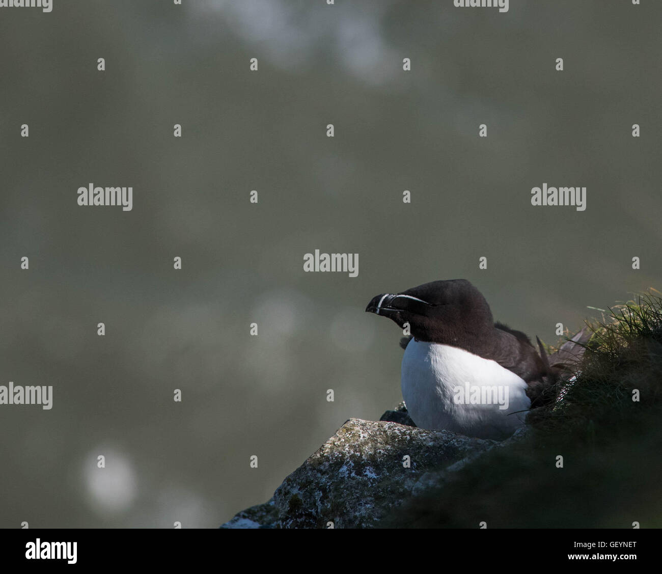Razorbill - Alca torda Stock Photo - Alamy