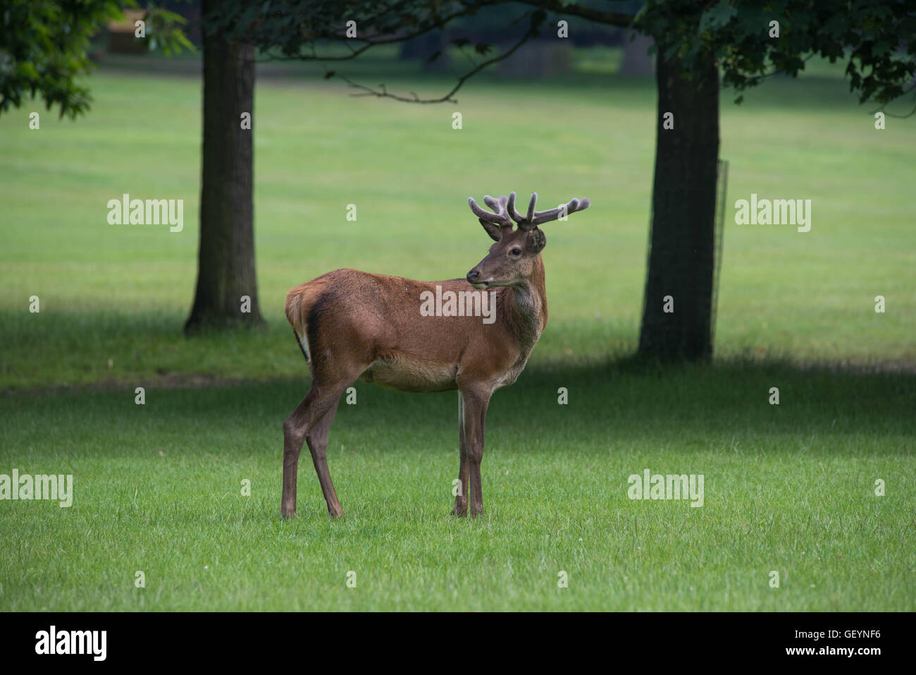 Growing antlers hi-res stock photography and images - Alamy