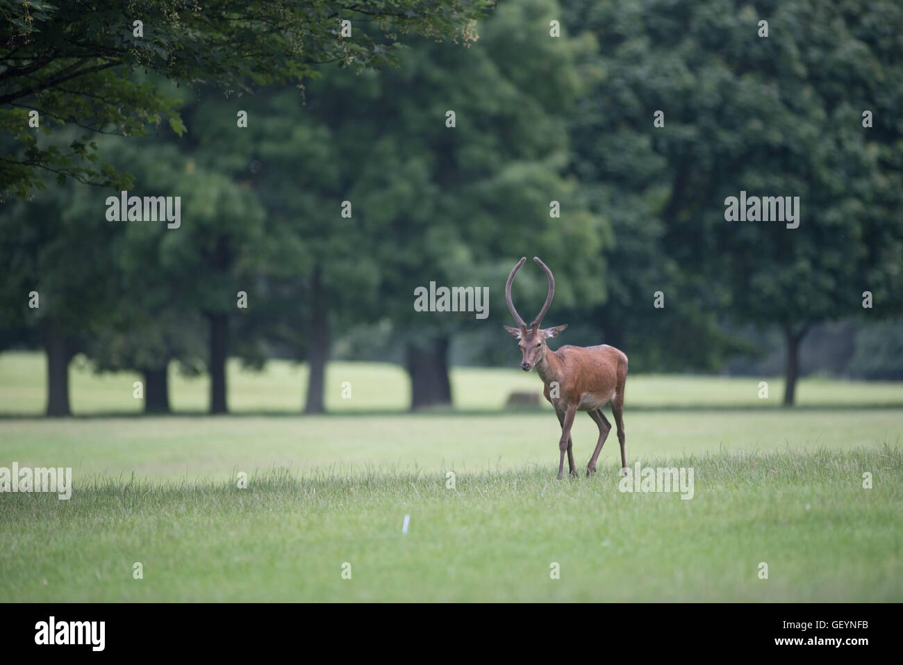 Pricket hi-res stock photography and images - Alamy