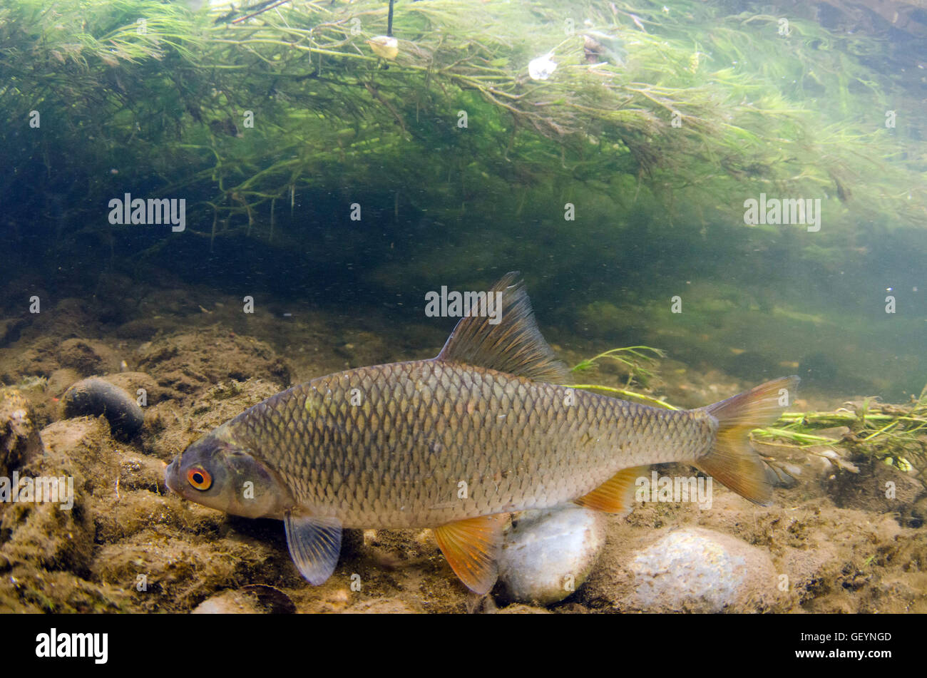Rutilus roach hi-res stock photography and images - Alamy
