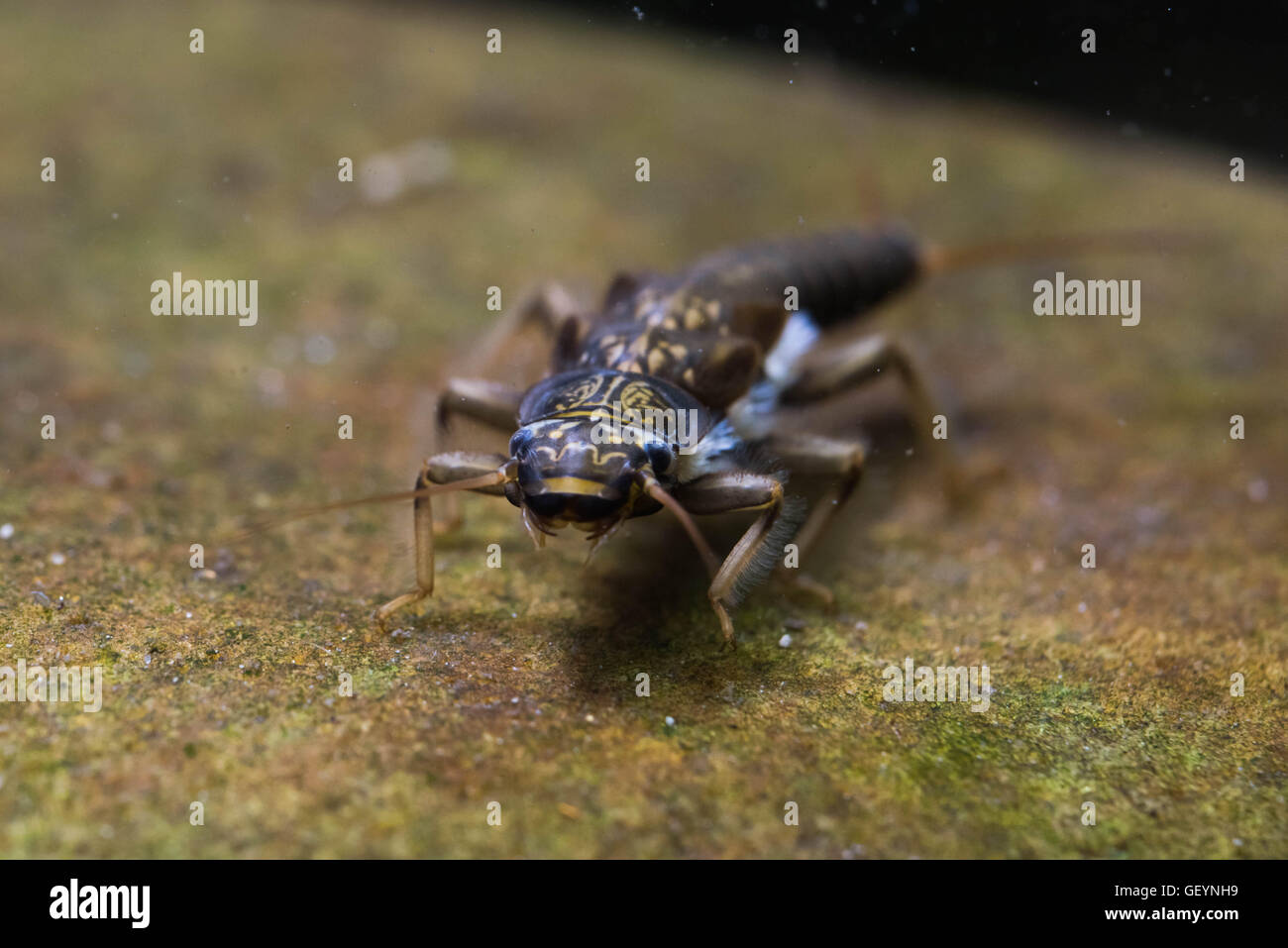 Freshwater insect larvae hi-res stock photography and images - Alamy