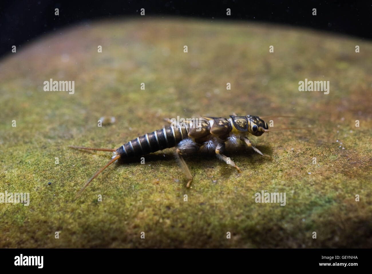 Stonefly larvae hi-res stock photography and images - Alamy