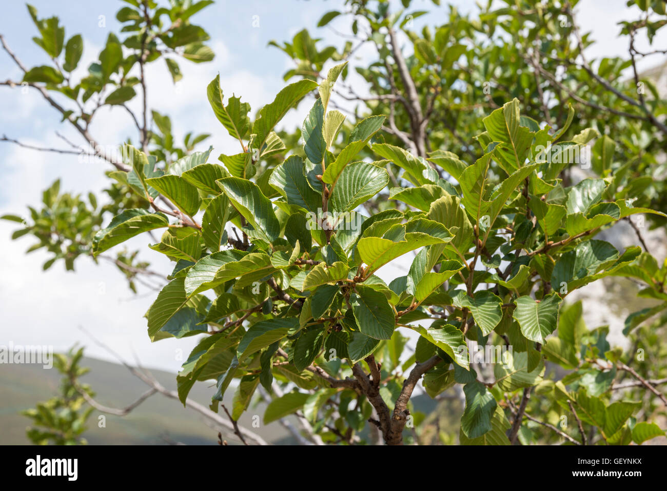 Detail of leaves and flowers of Alpine Buckthorn Rhamnus alpina. Photo ...