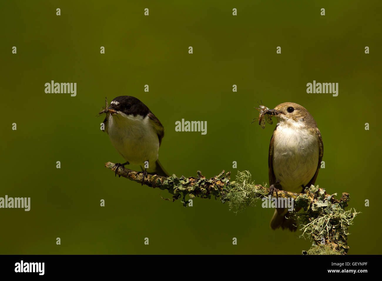 Pied Flycatcher Female and Male Stock Photo - Alamy
