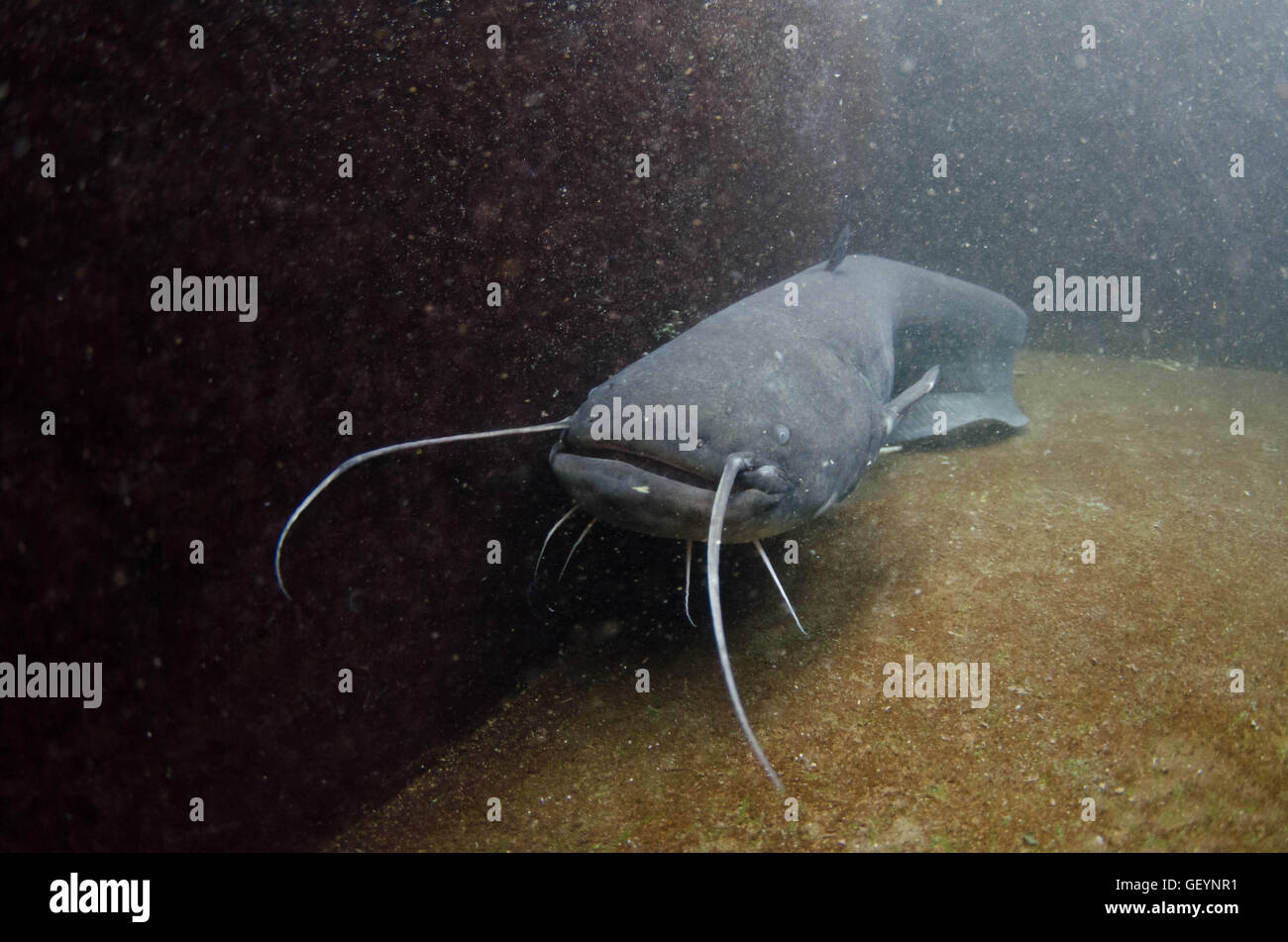 Species of catfish hi-res stock photography and images - Alamy
