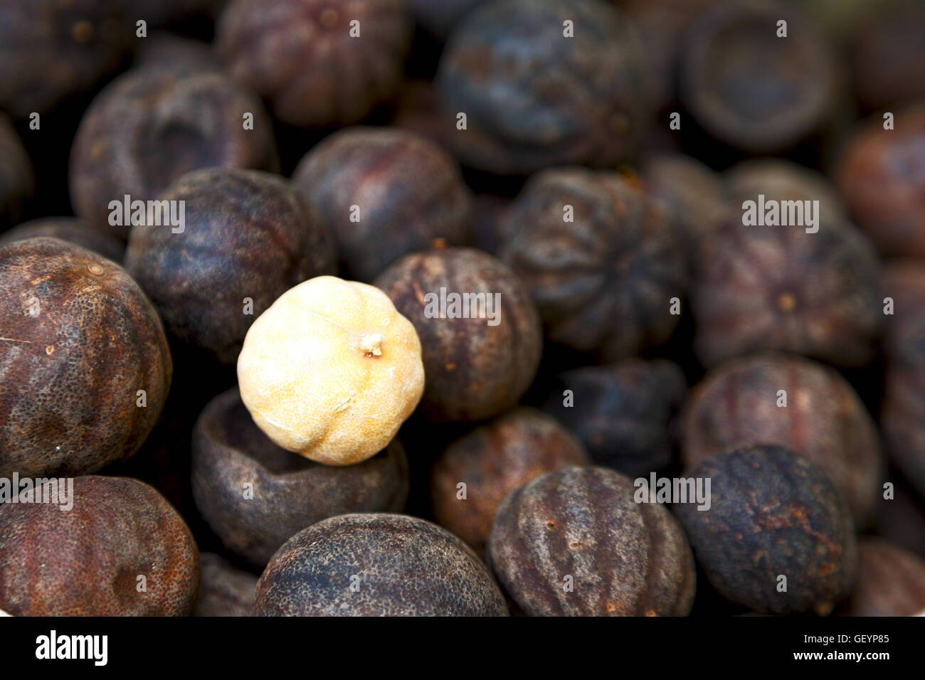 in iran blur typical dry lemon in abstract pattern background flavor ...