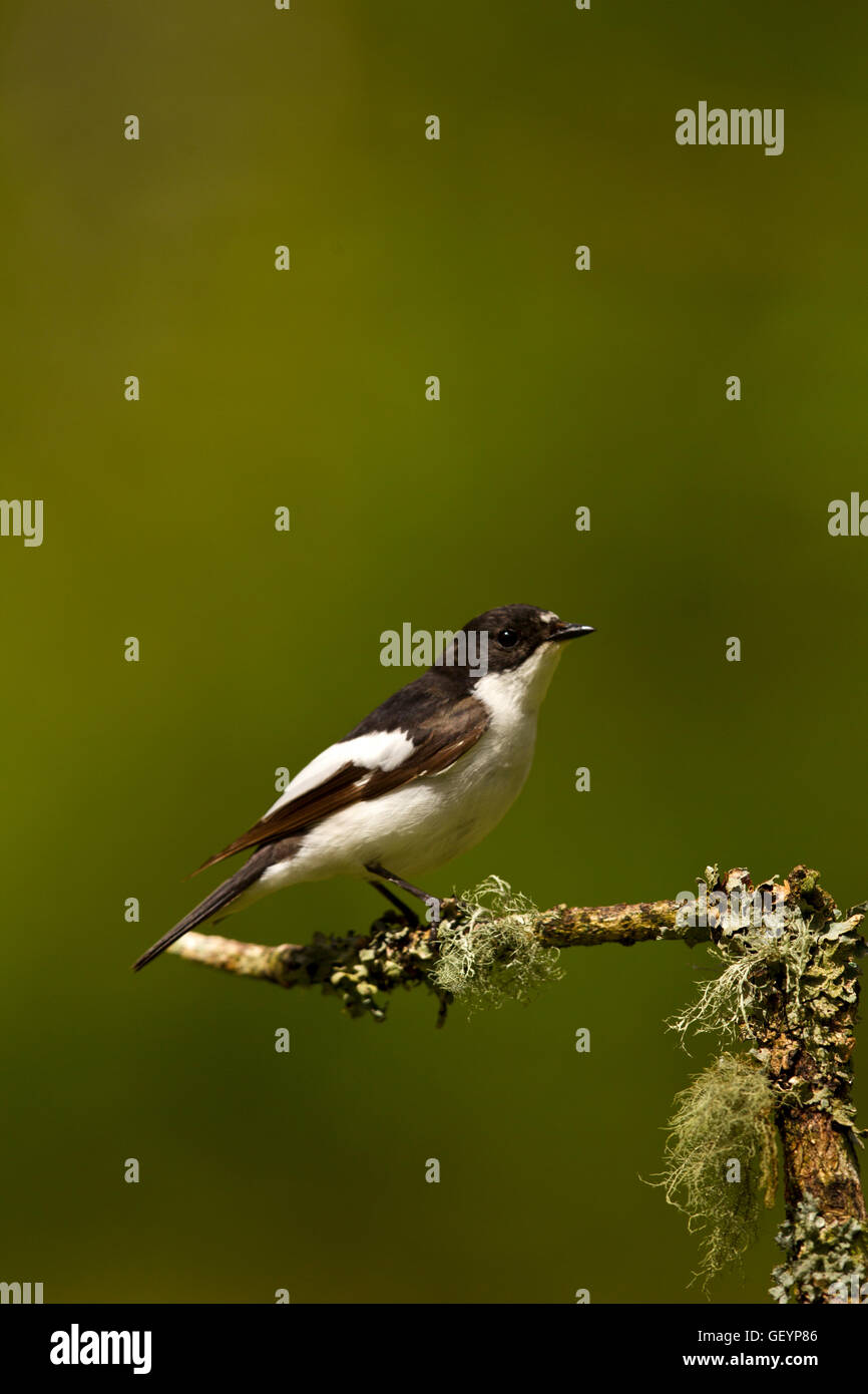 Pied flycatcher wales hi-res stock photography and images - Alamy