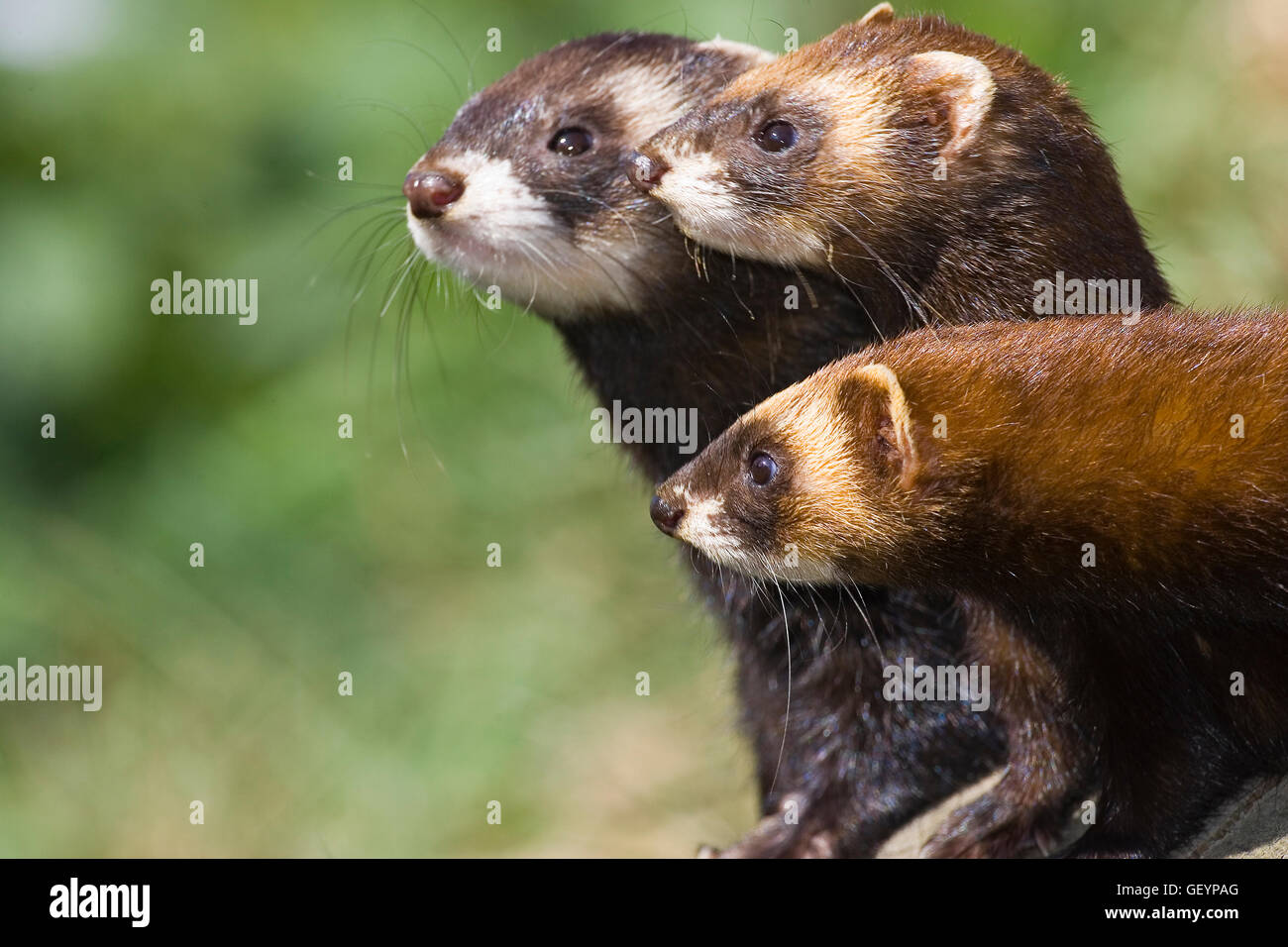 Uk black polecat hi-res stock photography and images - Alamy