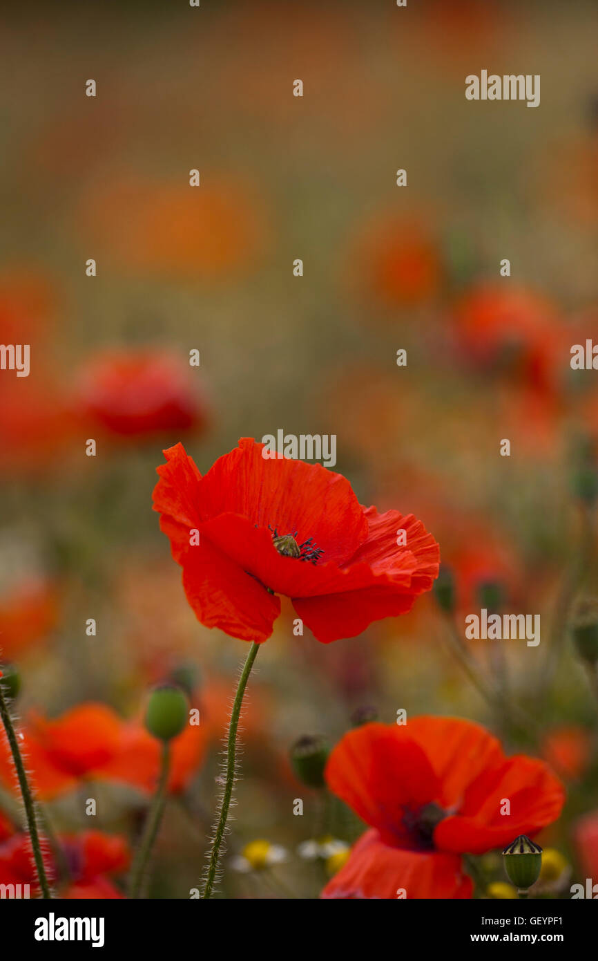 Feild poppy hi-res stock photography and images - Alamy