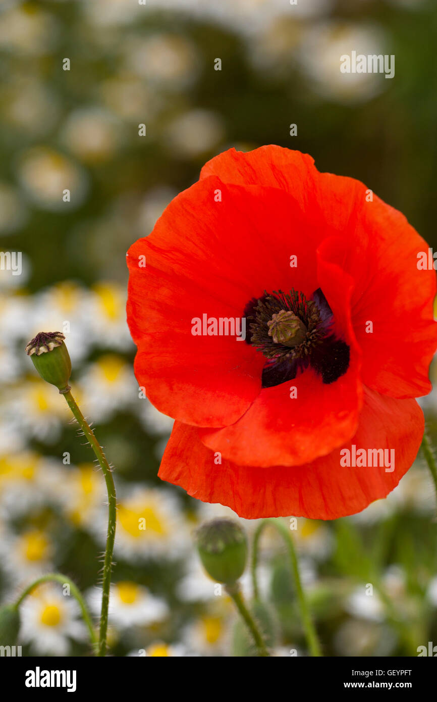Red Feild Poppy Stock Photo - Alamy