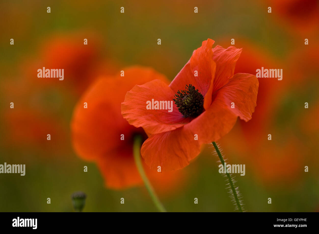 Poppy feild hi-res stock photography and images - Alamy