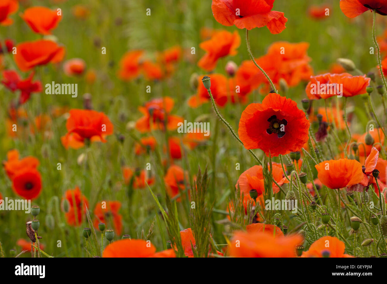 Red poppy with wildlife hi-res stock photography and images - Alamy
