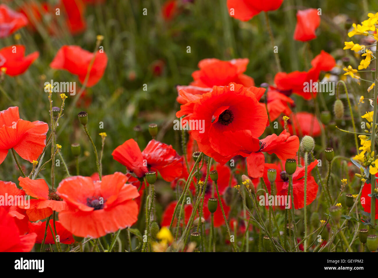 Poppy feild hi-res stock photography and images - Alamy