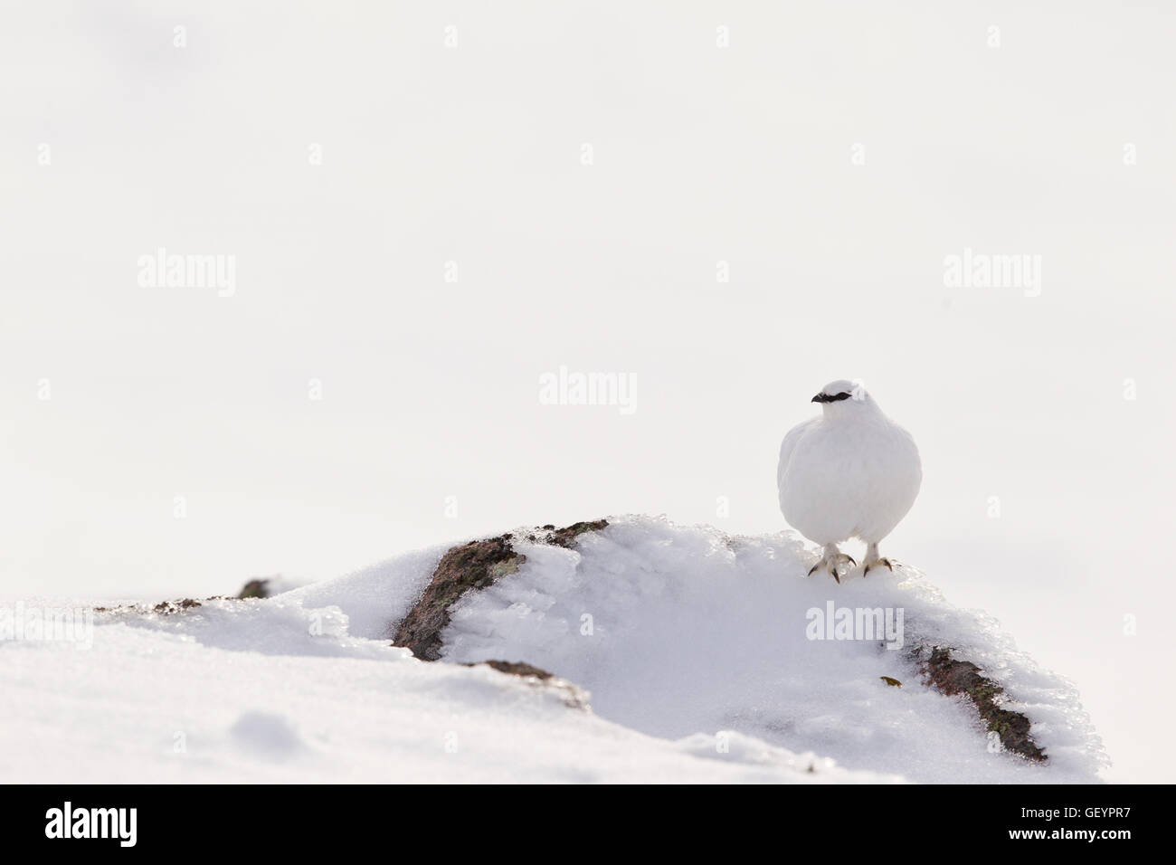 Ptarmigan hi-res stock photography and images - Alamy