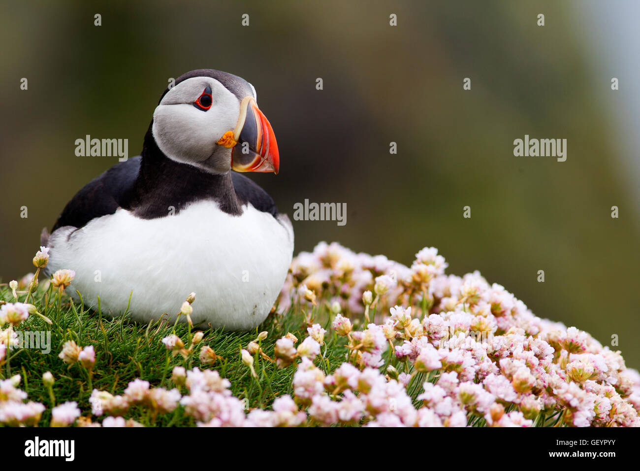 Puffin uk winter hi-res stock photography and images - Alamy