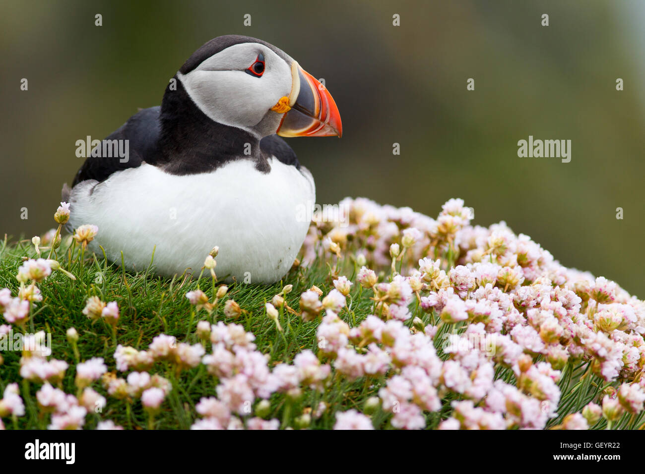 Puffin uk winter hi-res stock photography and images - Alamy