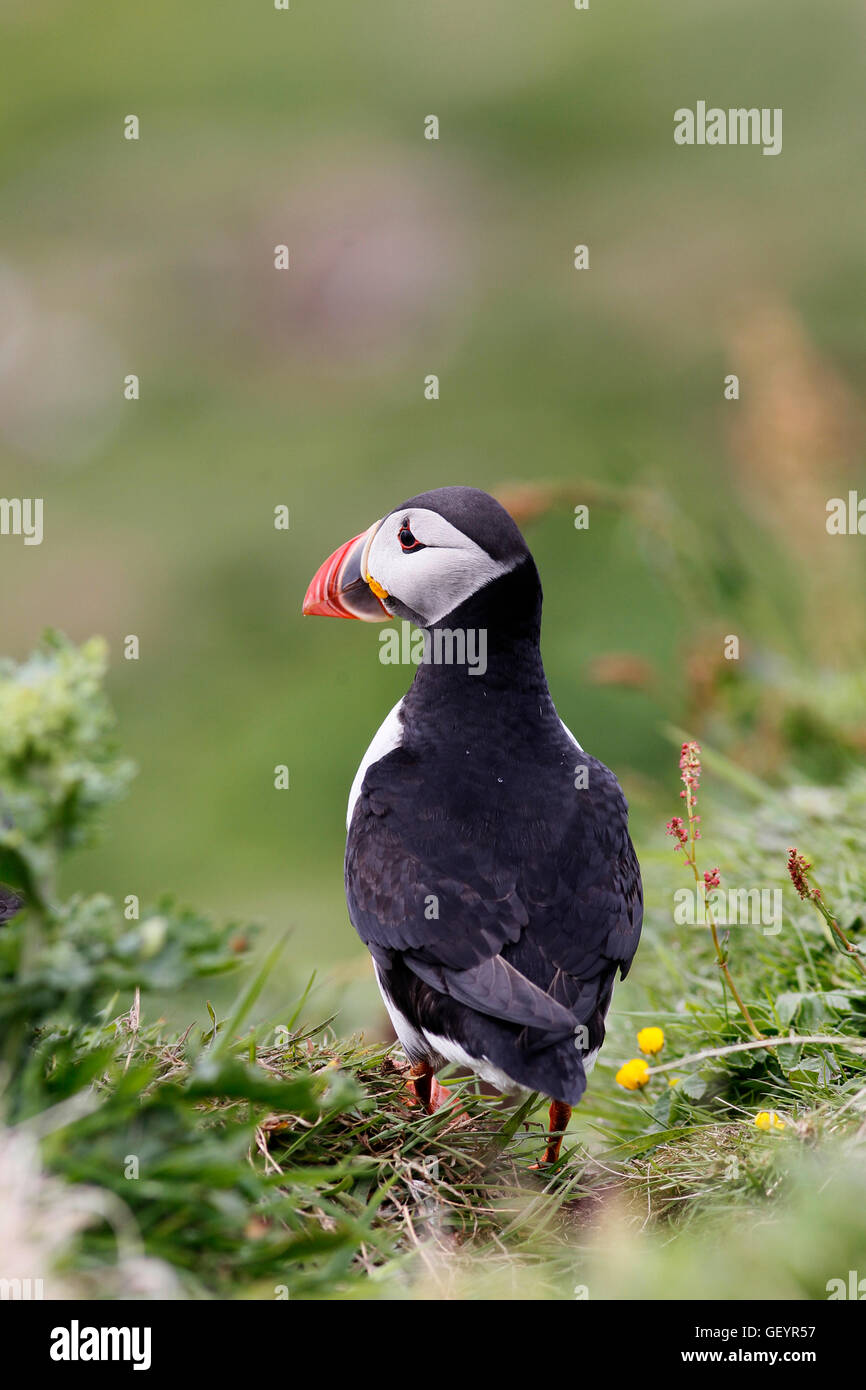 Puffin island anglesey hi-res stock photography and images - Alamy