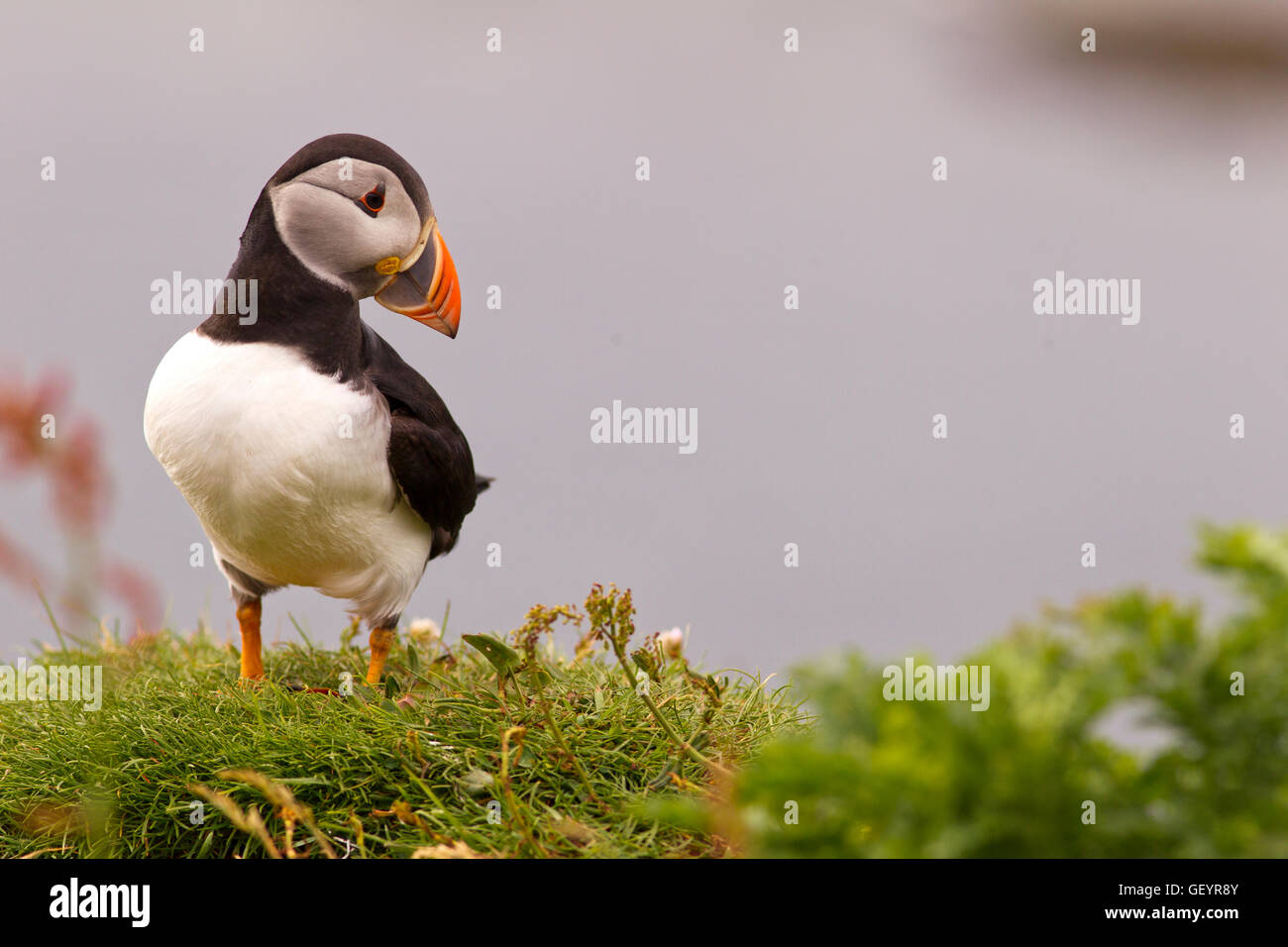 Puffin island anglesey hi-res stock photography and images - Alamy