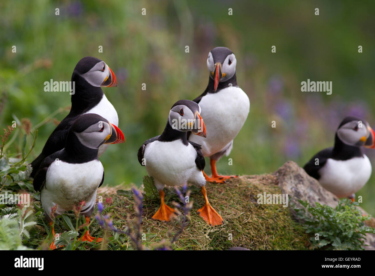 Group of Puffins Stock Photo - Alamy