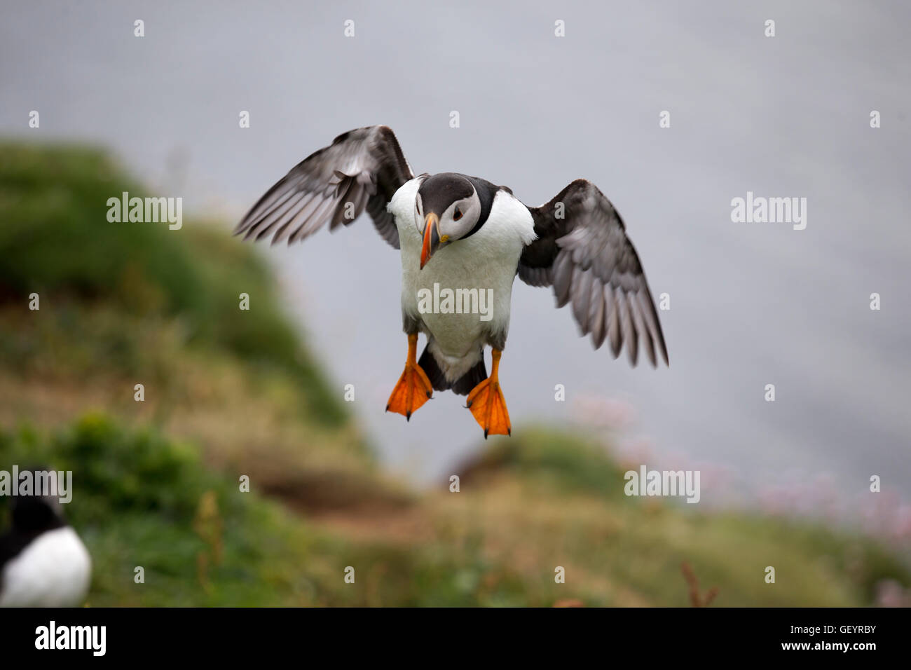 Puffin flying in Landing Stock Photo - Alamy