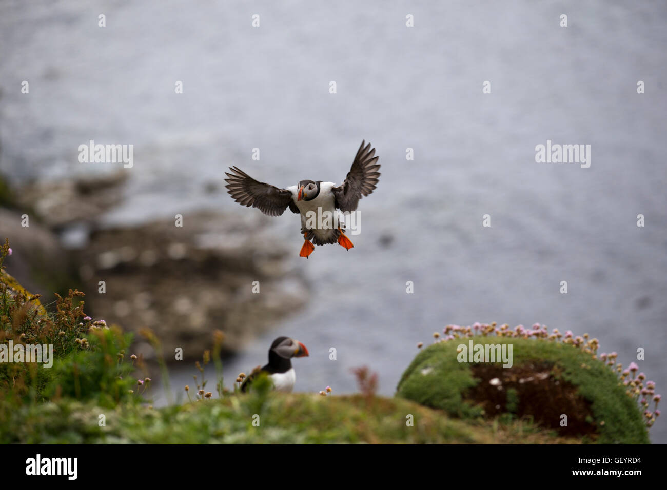 Puffin flying in Landing Stock Photo - Alamy