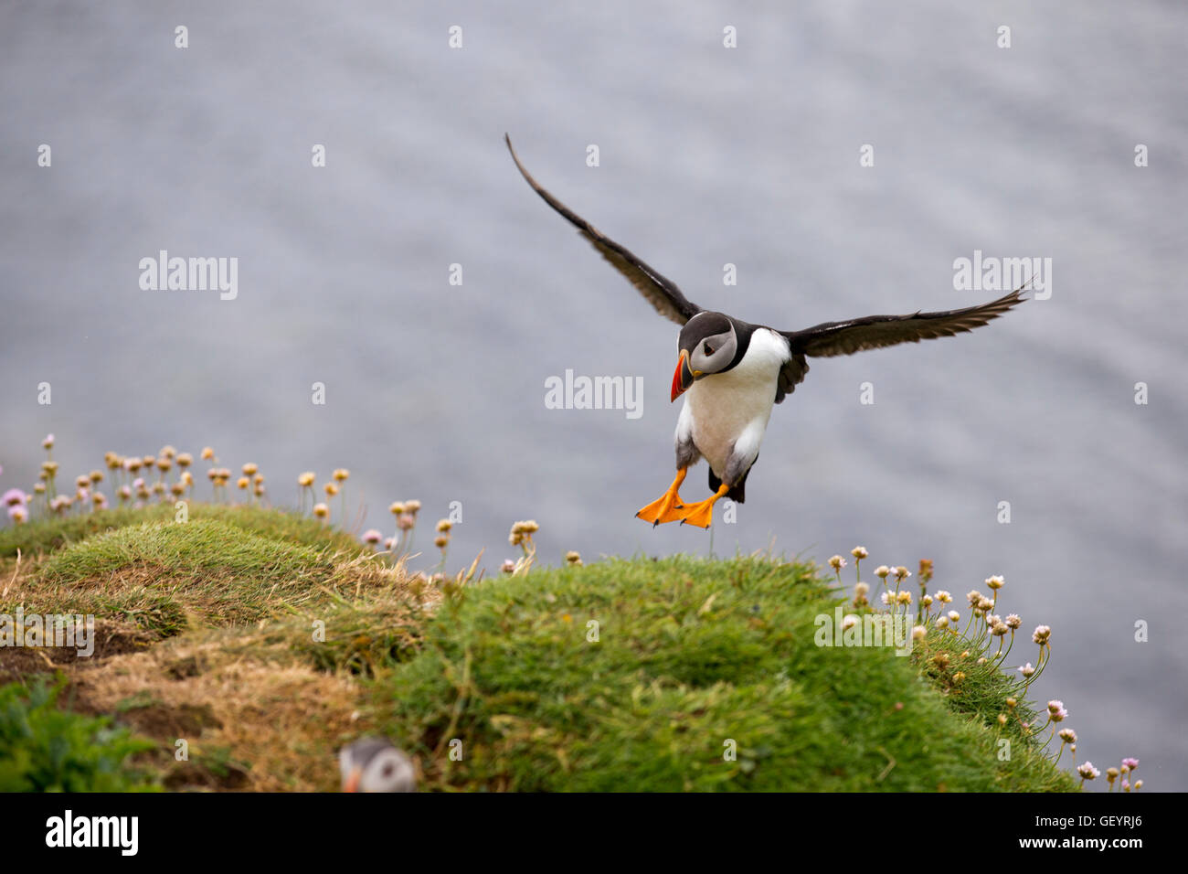 Puffin flying in Landing Stock Photo - Alamy