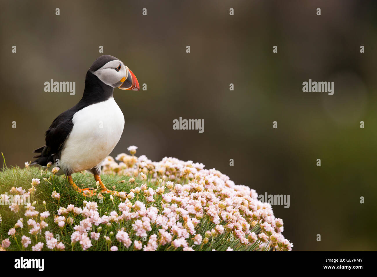 Puffin on Thrift bank Stock Photo - Alamy