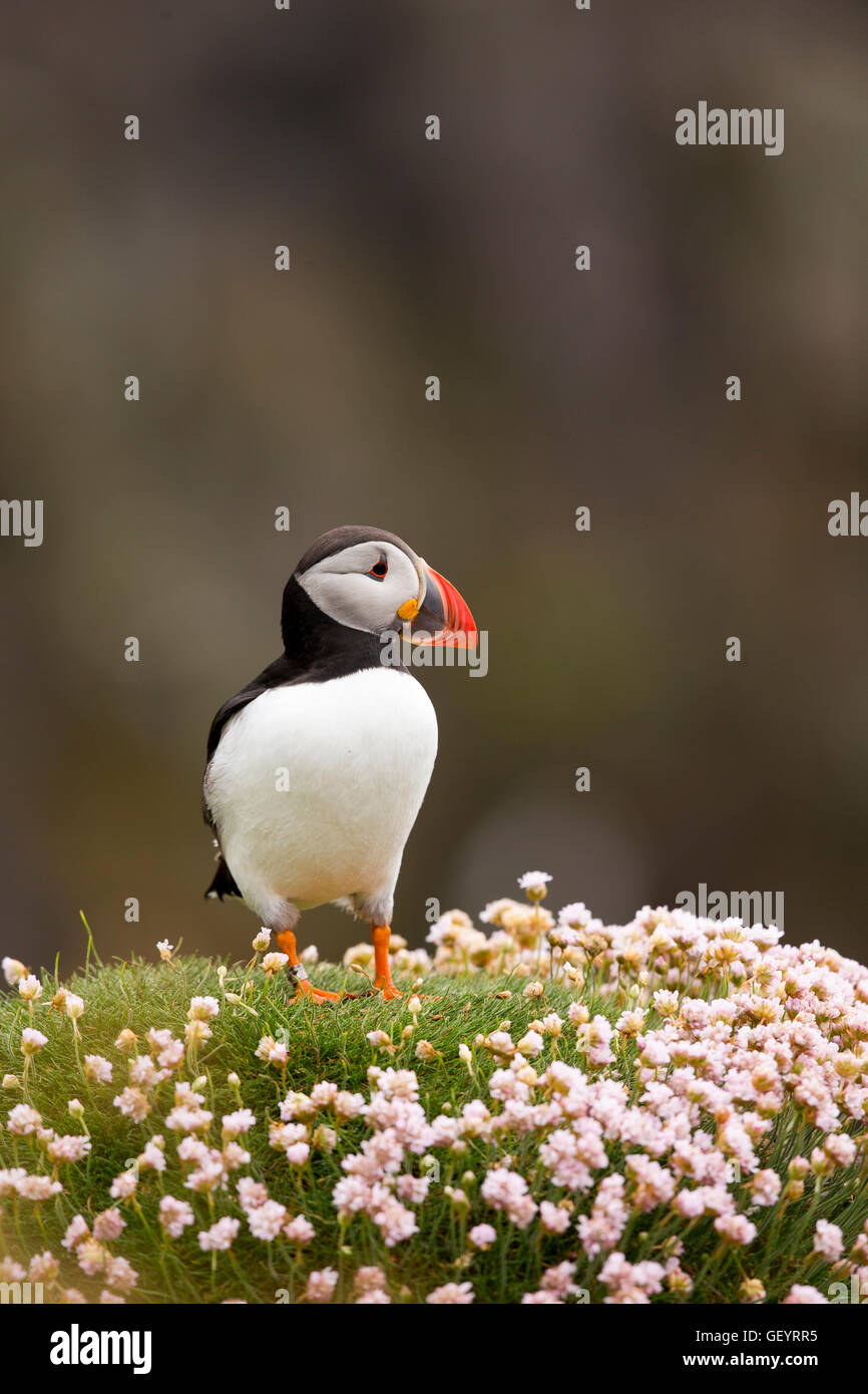 Puffin on Thrift bank Stock Photo - Alamy
