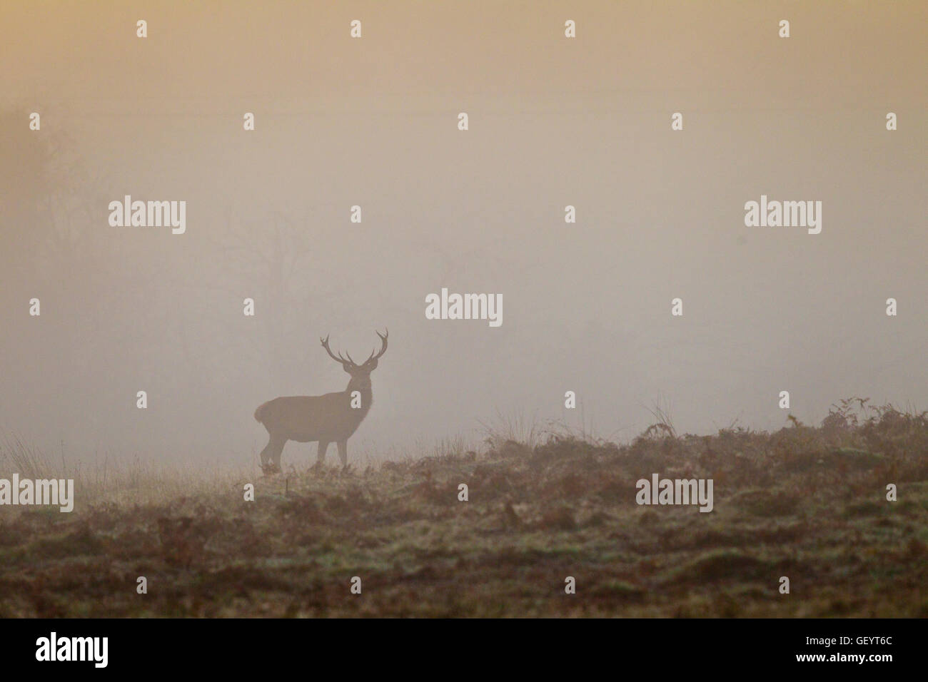 Sika stag scotland hi-res stock photography and images - Alamy