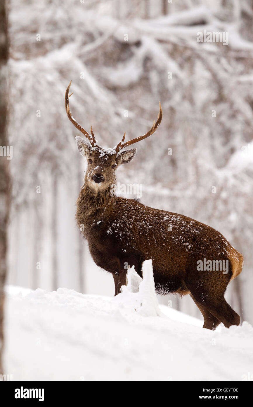Had been regarded as a subspecies of red deer hi-res stock photography ...