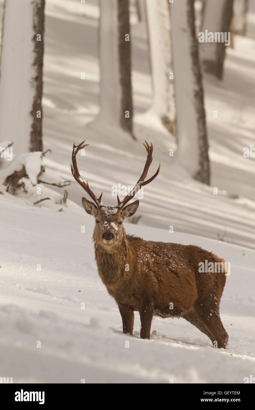 Red Deer in the winters snow Stock Photo - Alamy