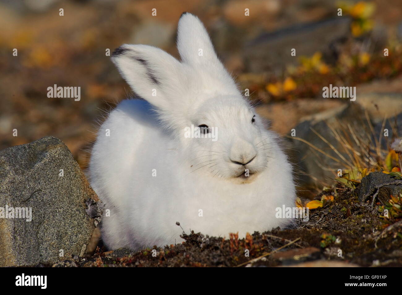 Polar rabbit hi-res stock photography and images - Alamy