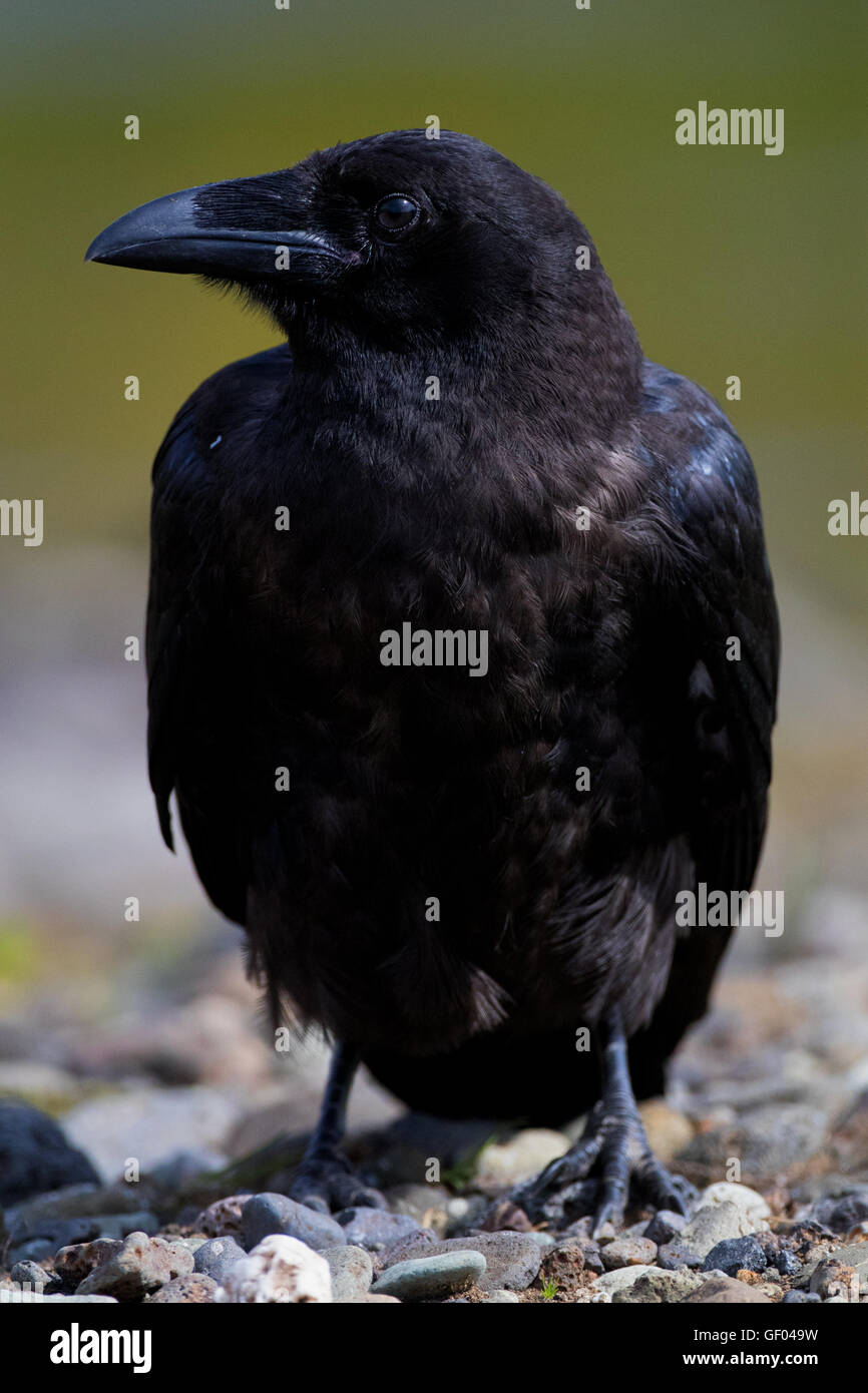 Raven claw hi-res stock photography and images - Alamy