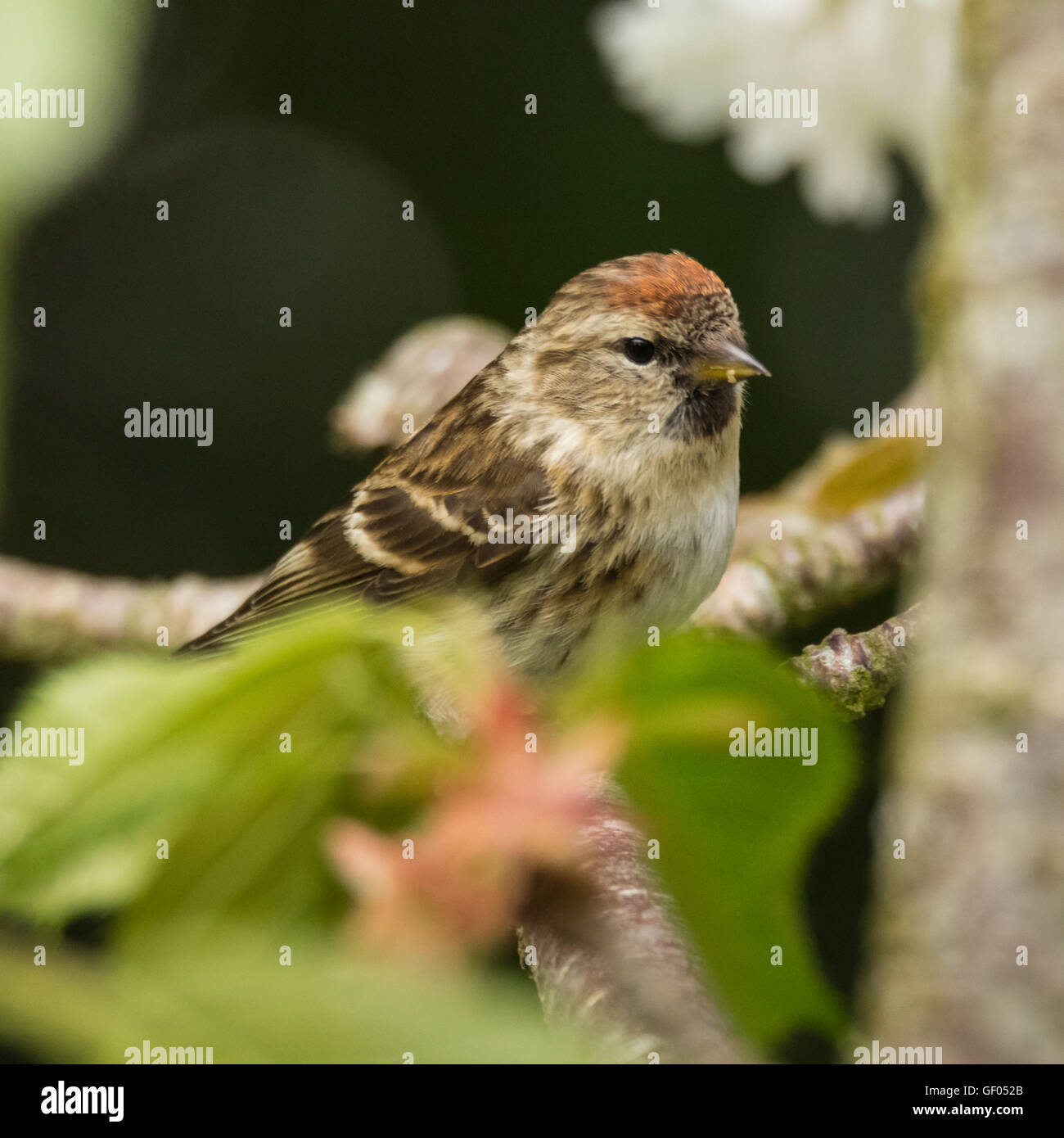 Solway coast birds hi-res stock photography and images - Alamy
