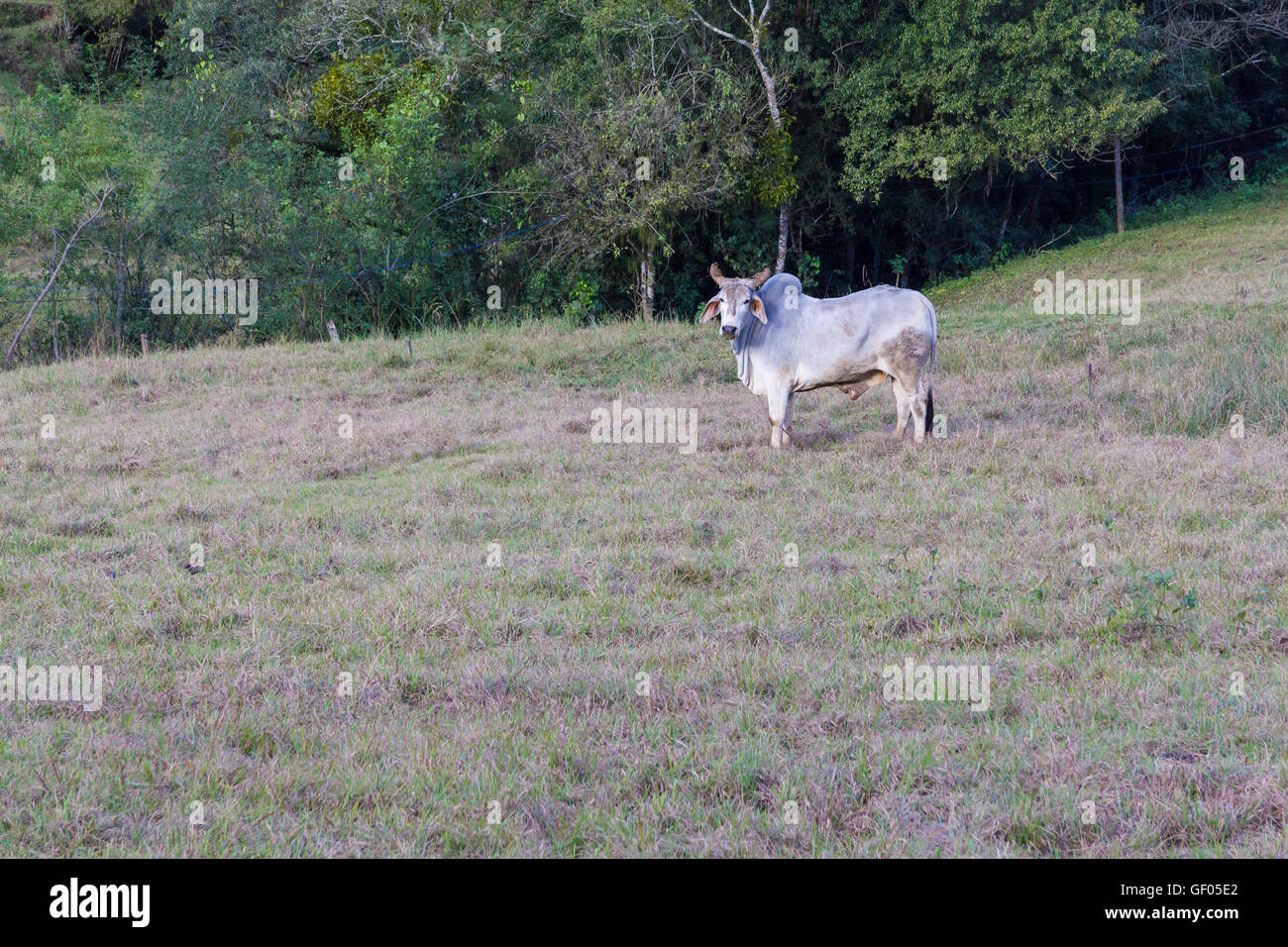 Cow in the field Stock Photo - Alamy