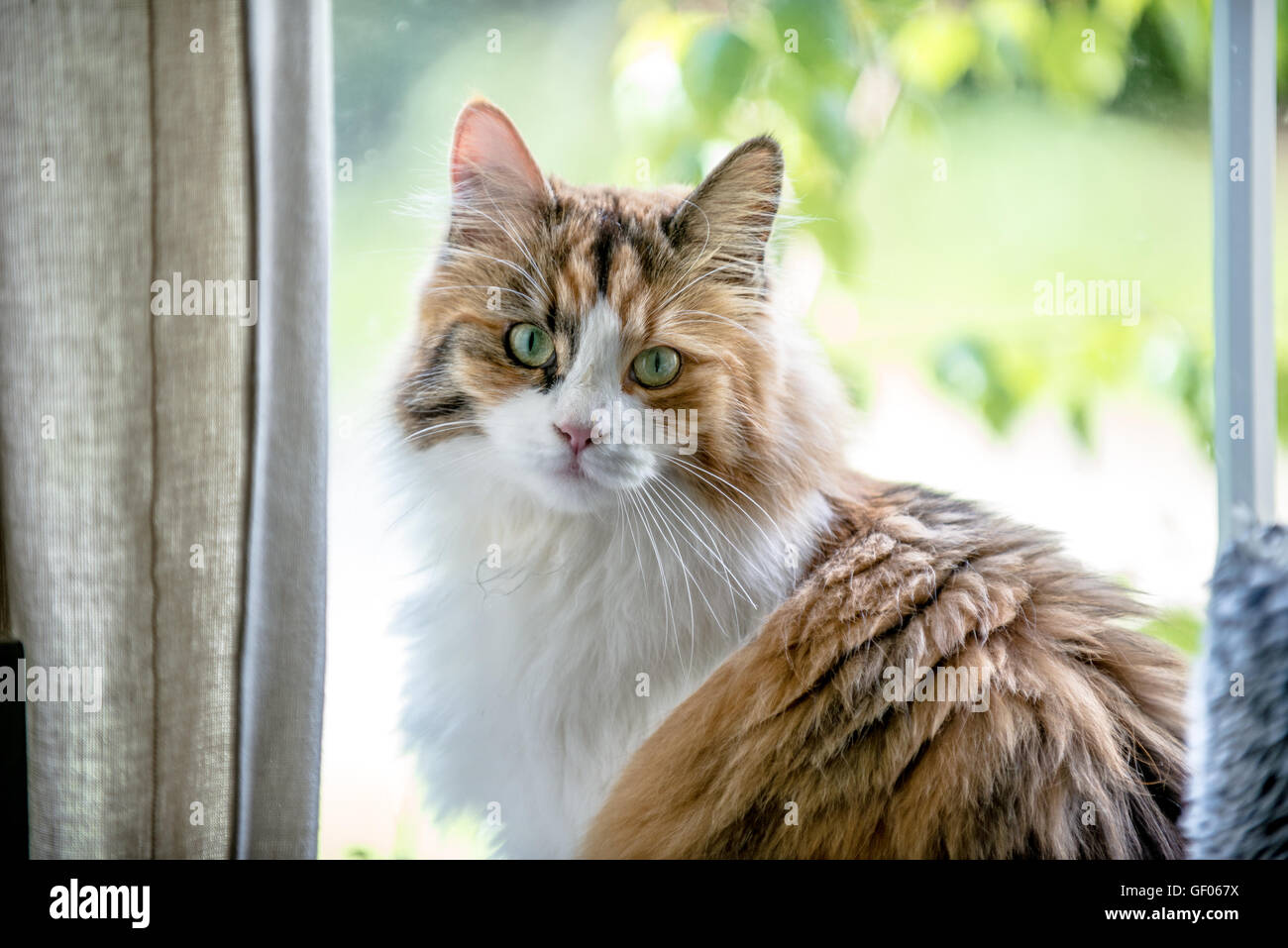 Beautiful orange cat sitting by the window looking at you Stock Photo ...