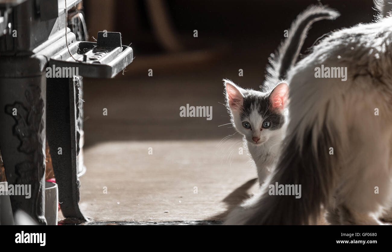 Kitten hiding behind his mother Stock Photo - Alamy