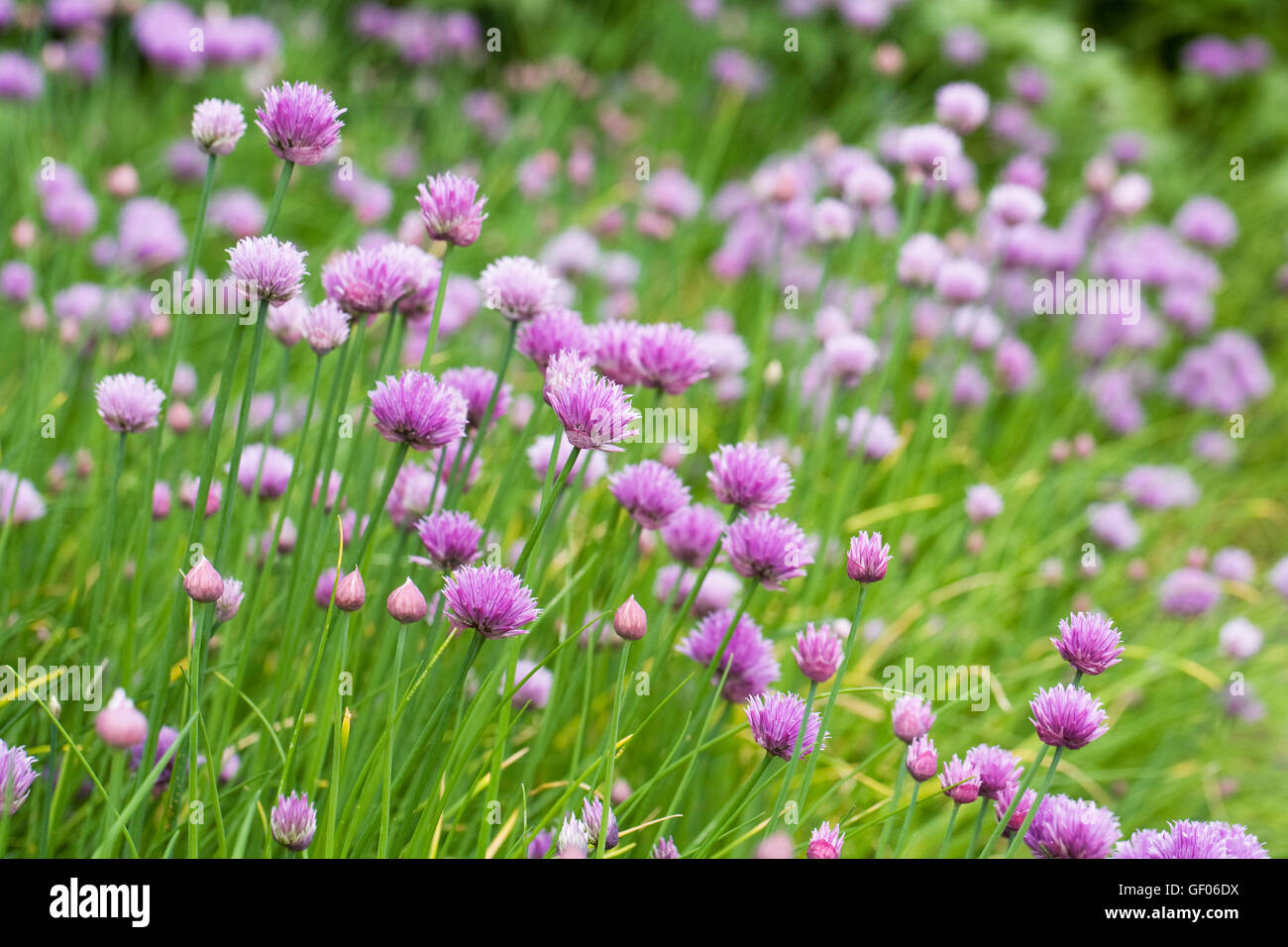 Chives bulbs allium schoenoprasum hi-res stock photography and images ...
