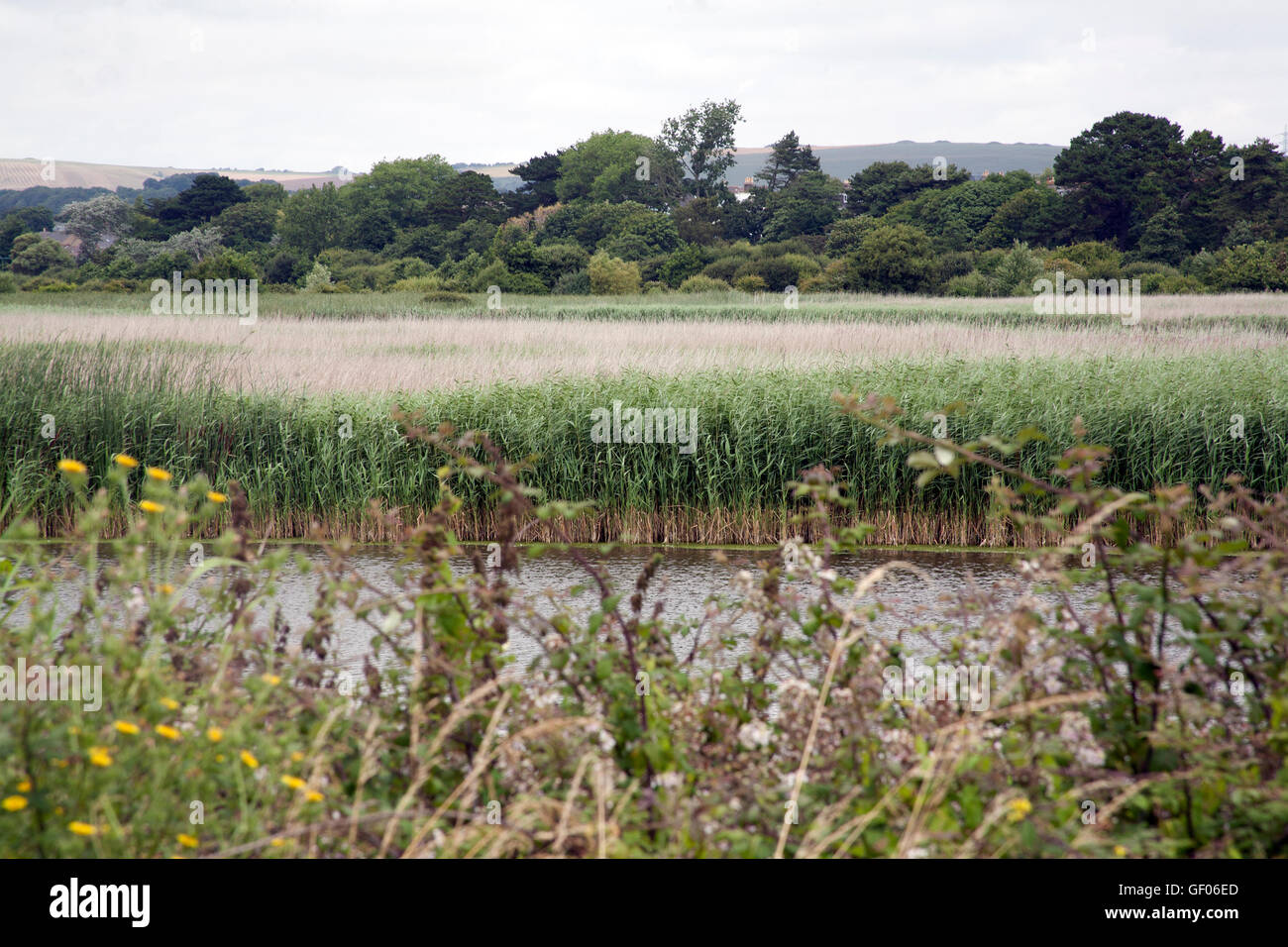 Radipole rspb reserve hi-res stock photography and images - Alamy