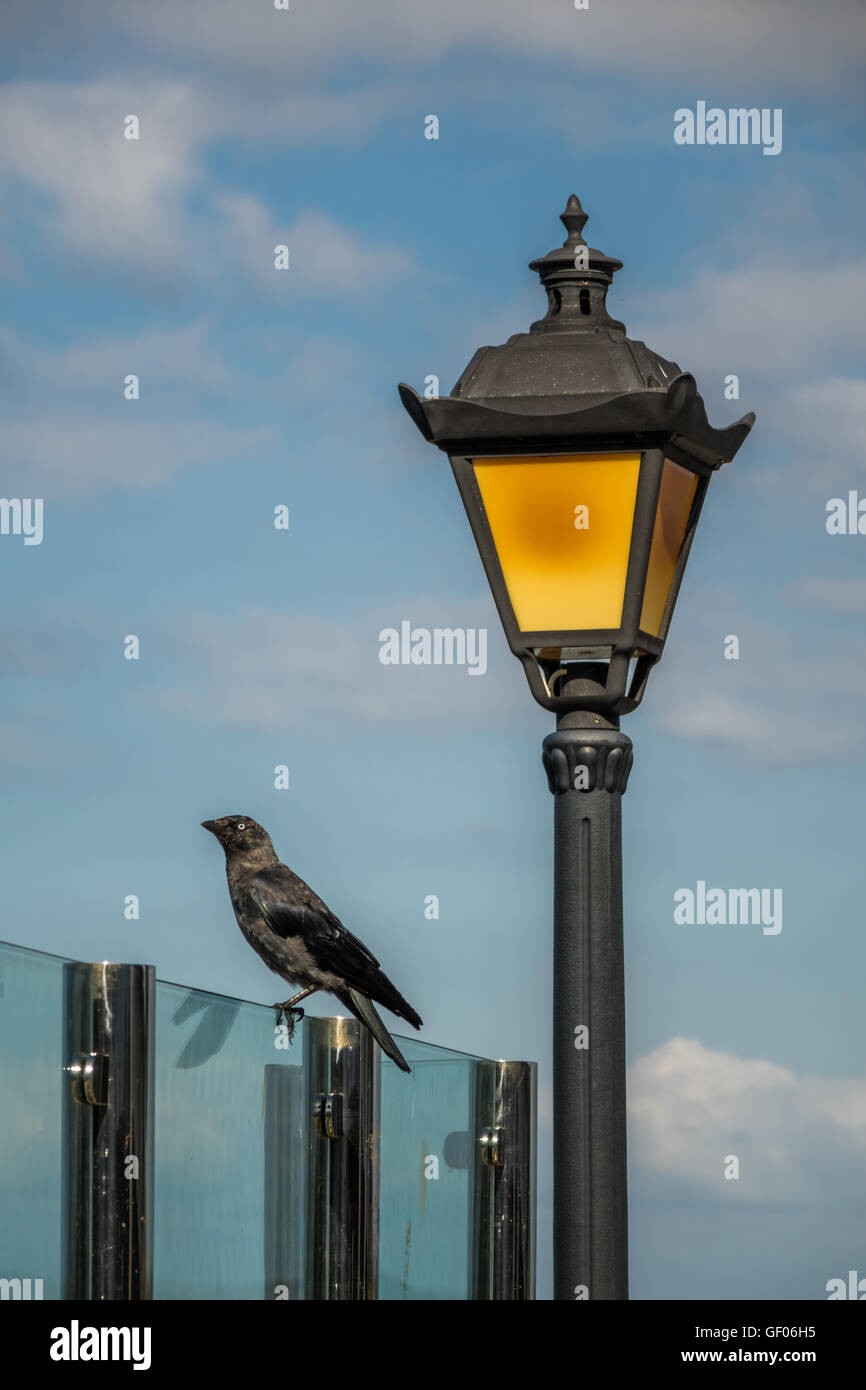 Black crow and a lamppost with blue sky in background Stock Photo - Alamy