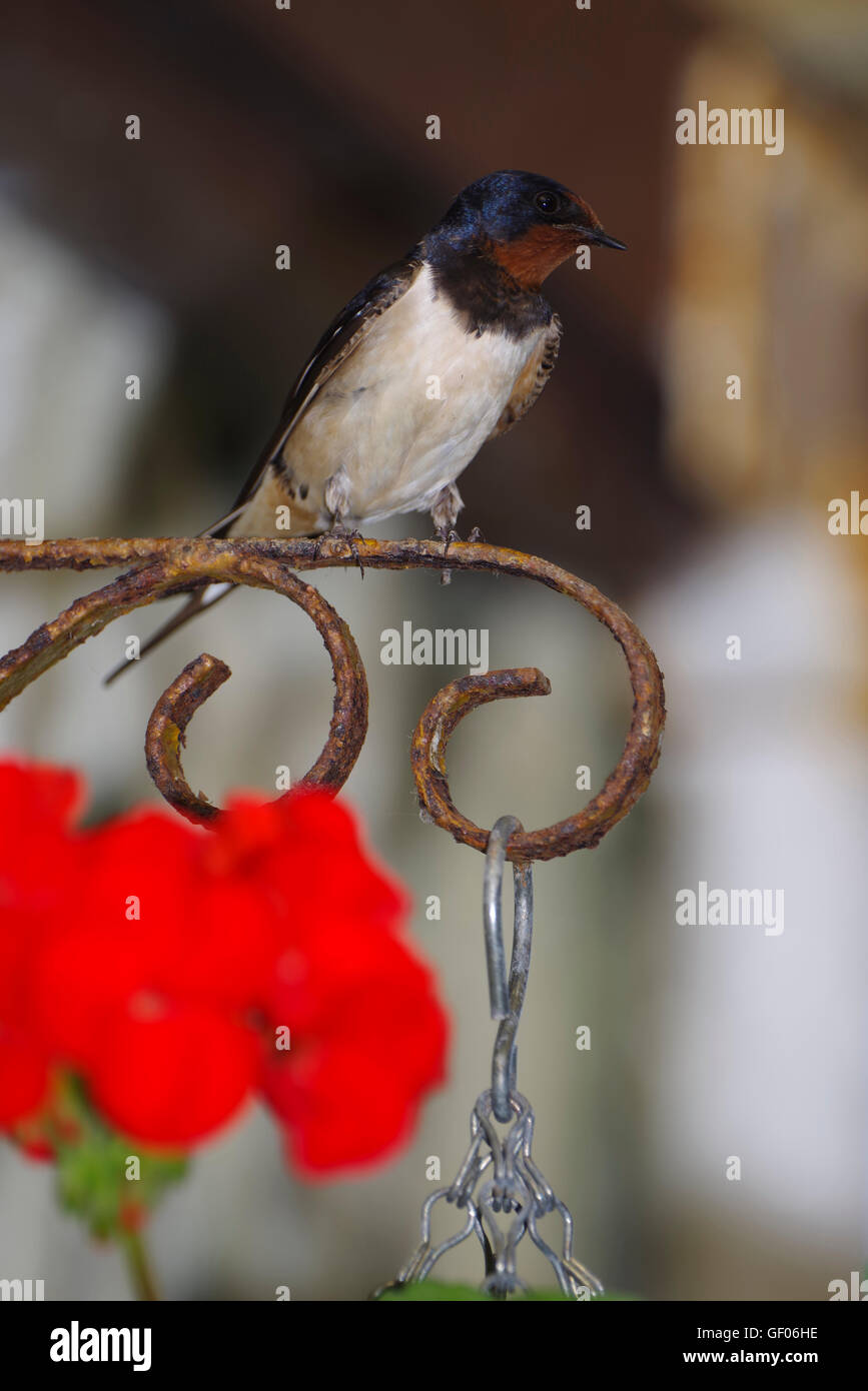 Swallow, Hirundo Rustica Stock Photo - Alamy