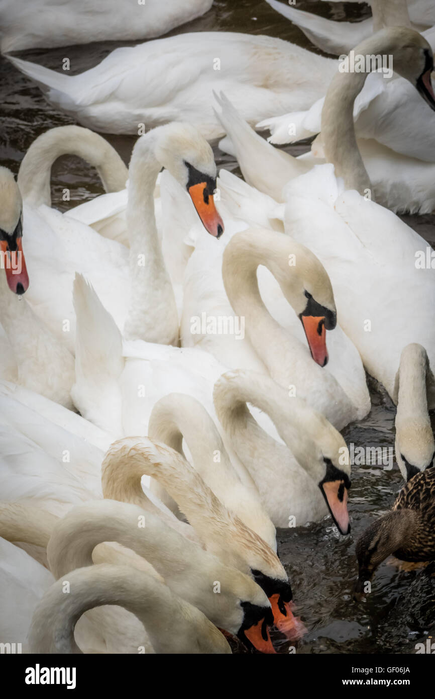 Swans group unique hi-res stock photography and images - Alamy