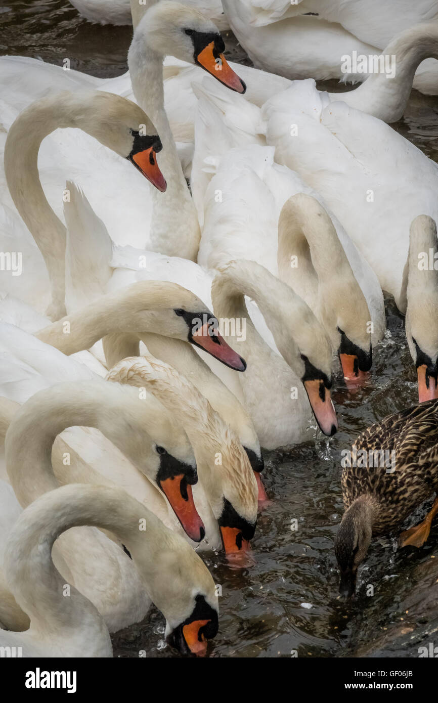 Group of swans black white hi-res stock photography and images - Alamy