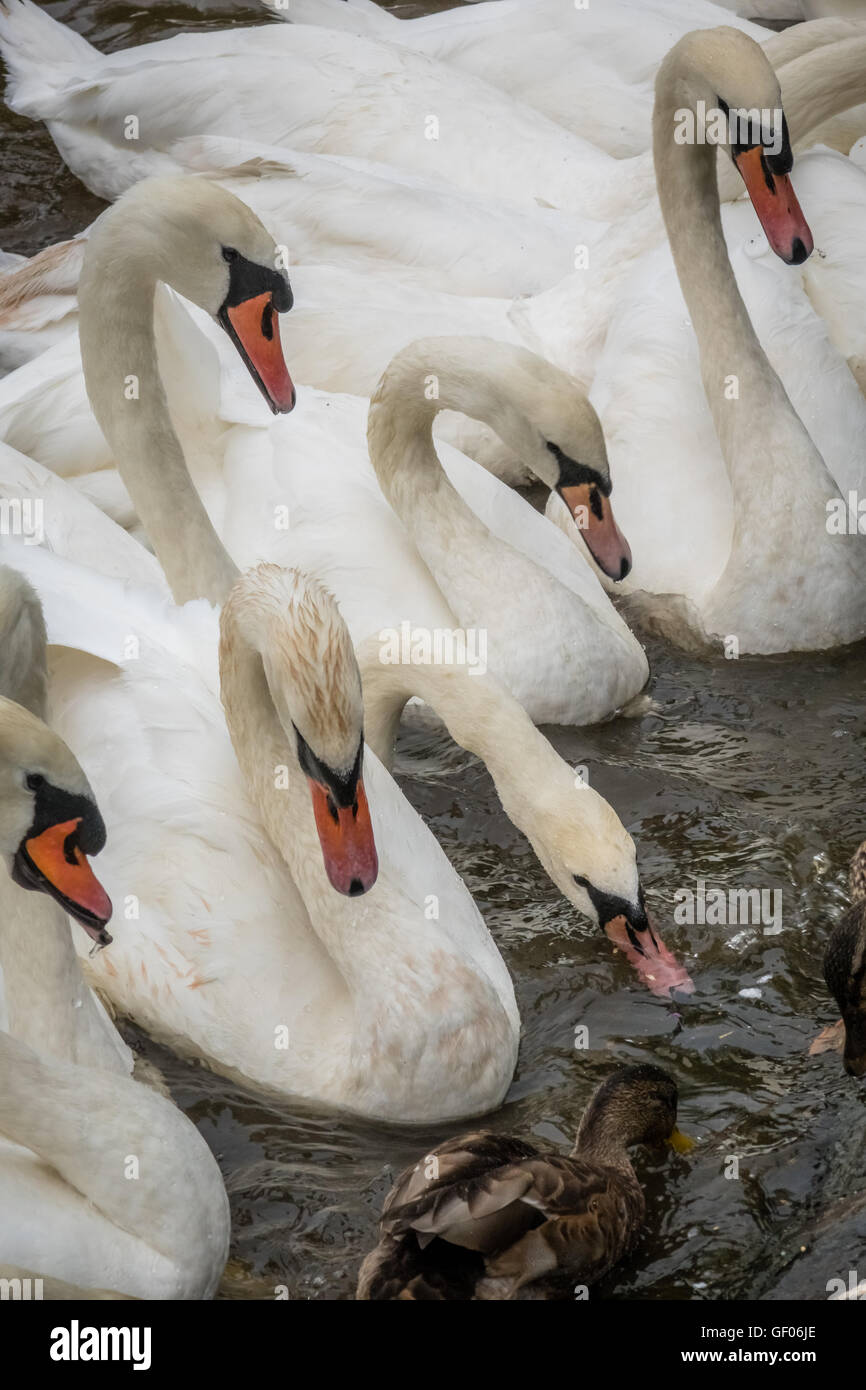 Swans group unique hi-res stock photography and images - Alamy