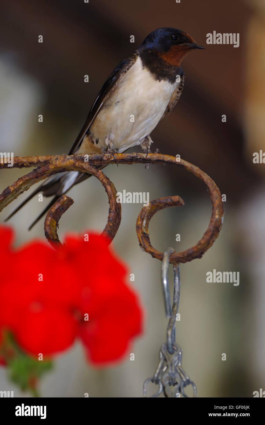 Swallow, Hirundo Rustica Stock Photo - Alamy