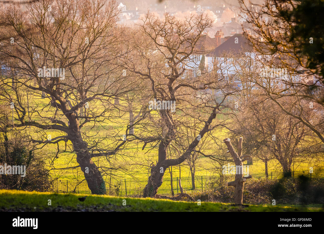 Big trees and sunshine and light hi-res stock photography and images ...