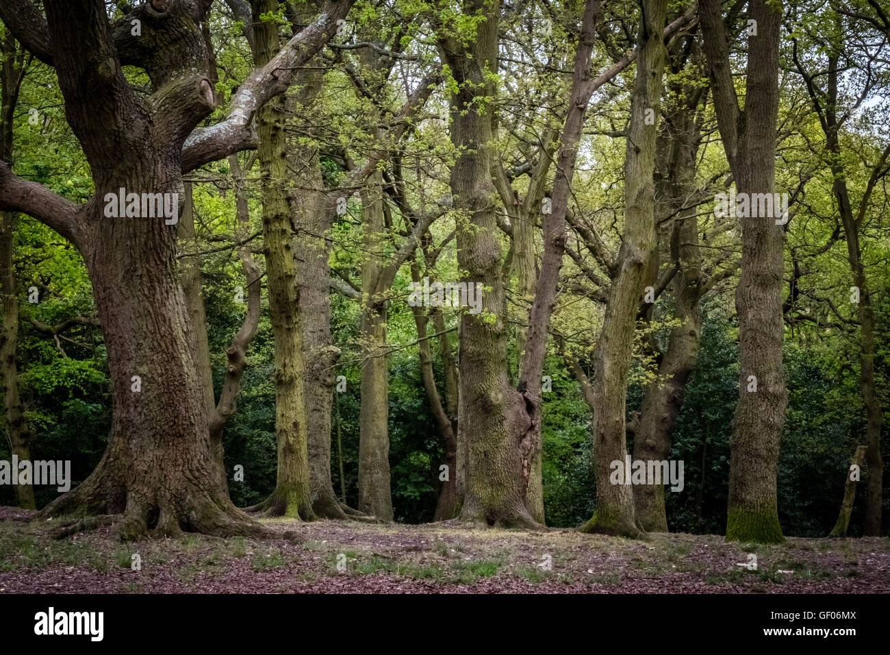 Footpath tall trees in park branch hi-res stock photography and images ...