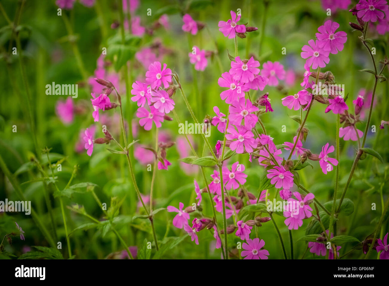 Beautiful purple forget-me-nots flowers photographed in spring Stock ...